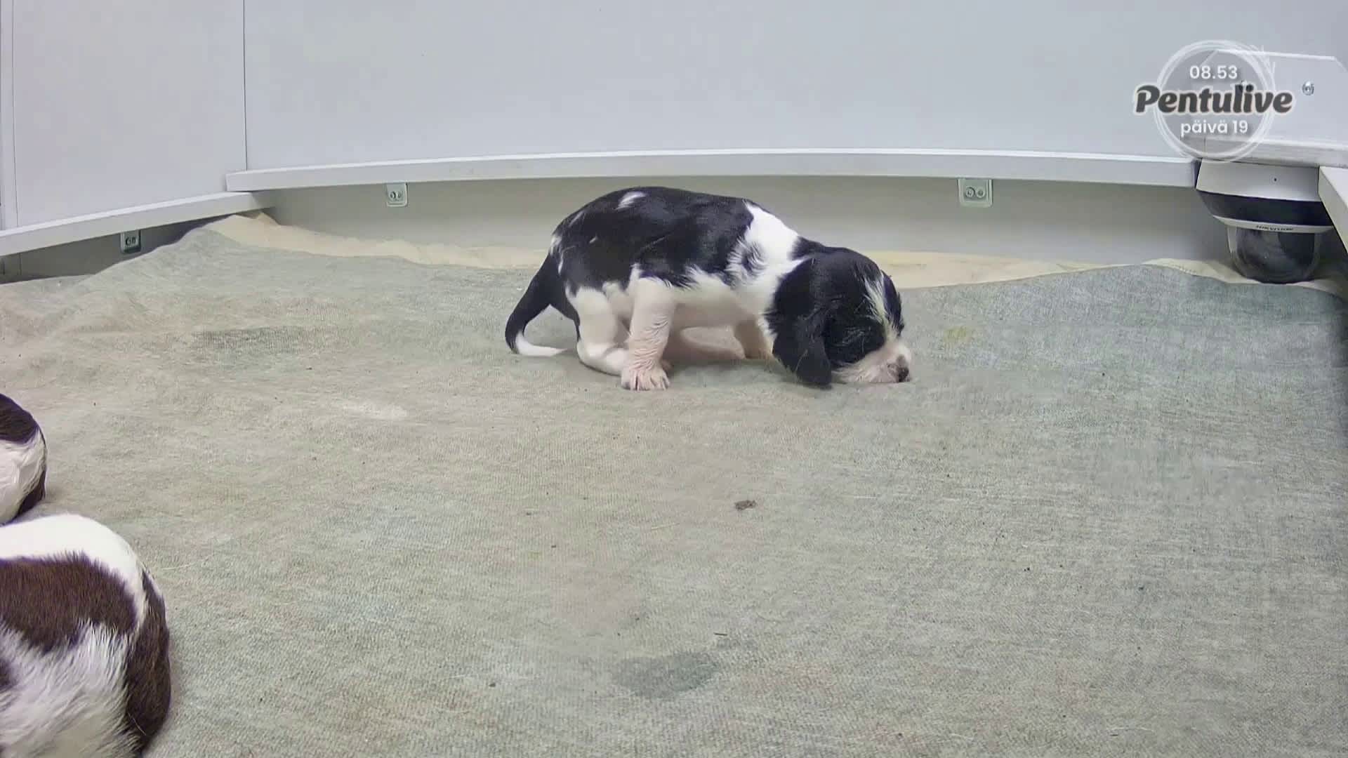 Sisukas Puro taistelee itsensä jaloilleen ja tekee huojuvan ...