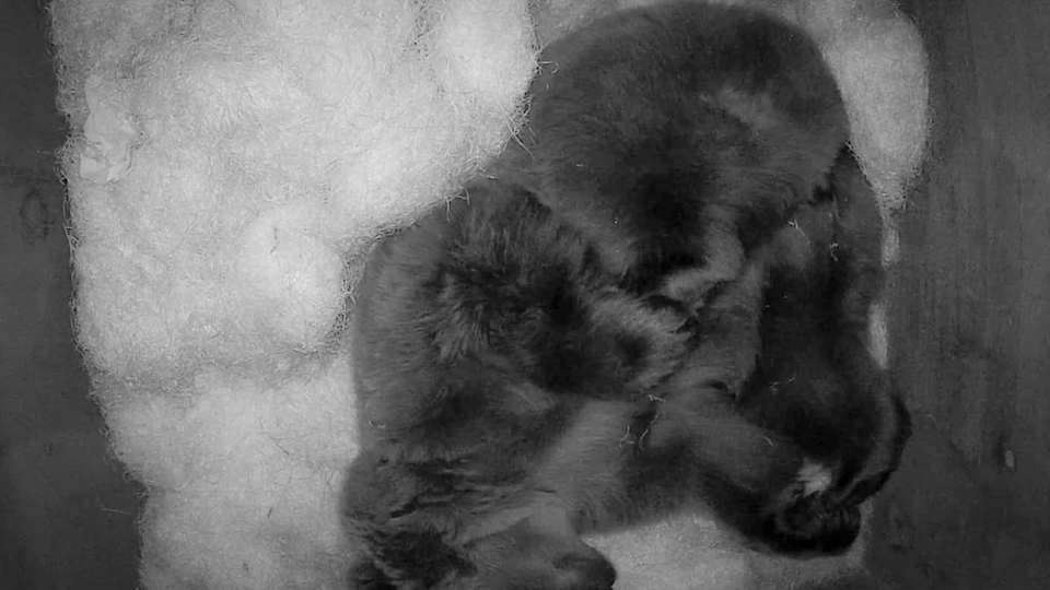 hibernating animals bbc