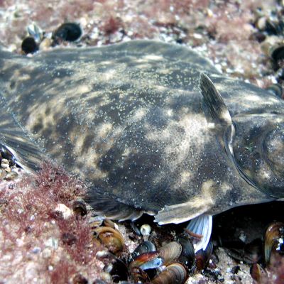 kampela - uusimmat sisällöt – yle.fi