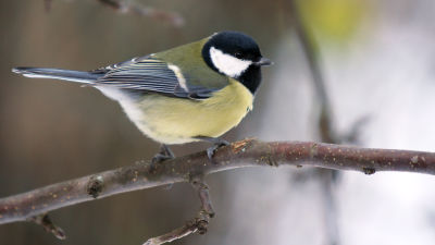 Suomen linnut – Luonto – yle.fi