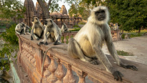 Avara luonto: Kätketty Intia – vuorten ja pyhien vesien maa | Yle TV1 ...