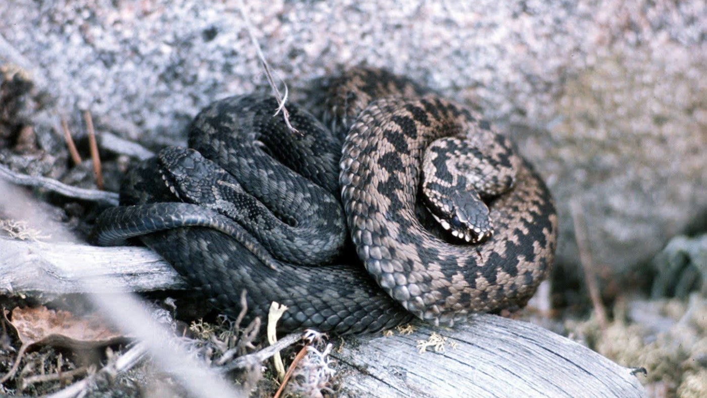 Djur som går i ide | Vetamix | svenska.yle.fi