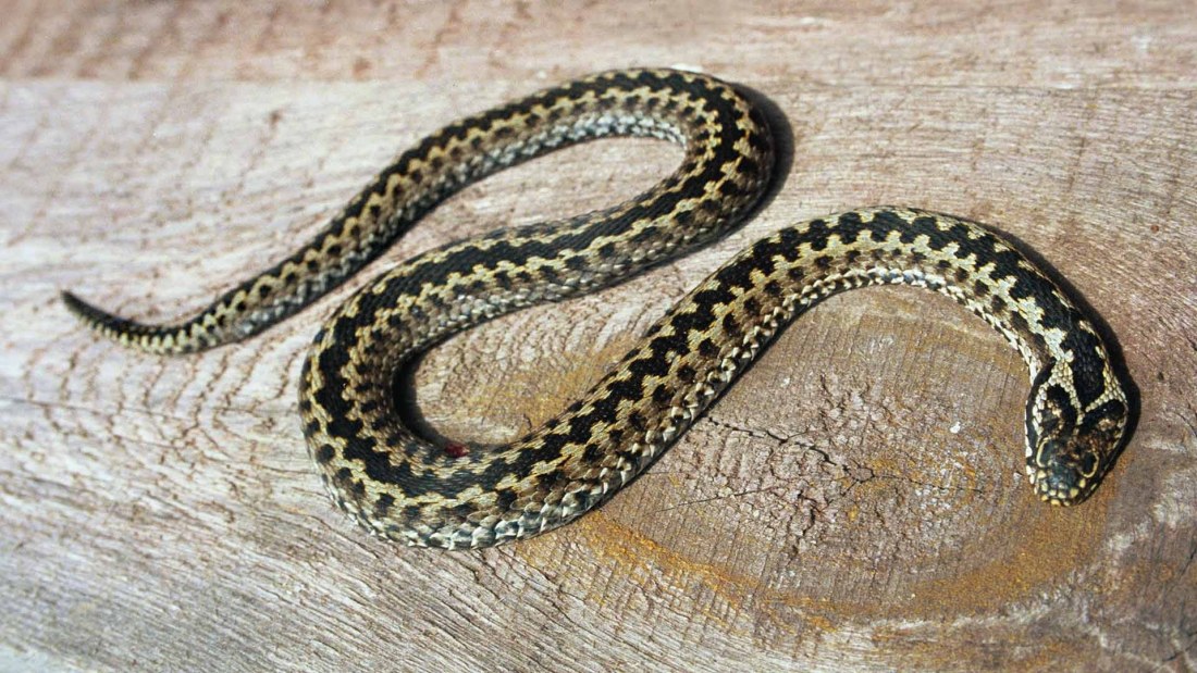 Käärmeen kosketus 2/10 | Opettajalle | Oppiminen | yle.fi