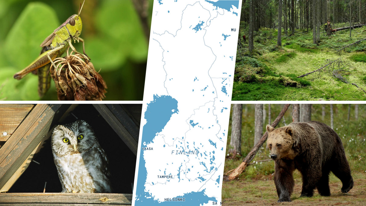 Eläköön suomalainen luonto – katso Suomen luonnon päivän upeat kuvat ...