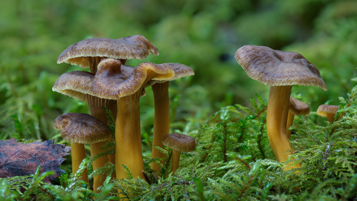 Herkkutatti, kantarelli, suppilovahvero - aloittelijan sieniopas mukaan ...