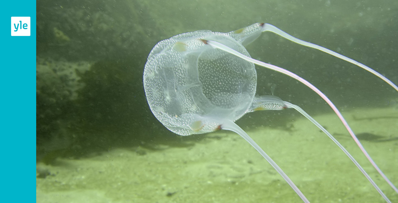 Turister i Thailand varnas för världens giftigaste manet | Utrikes ...