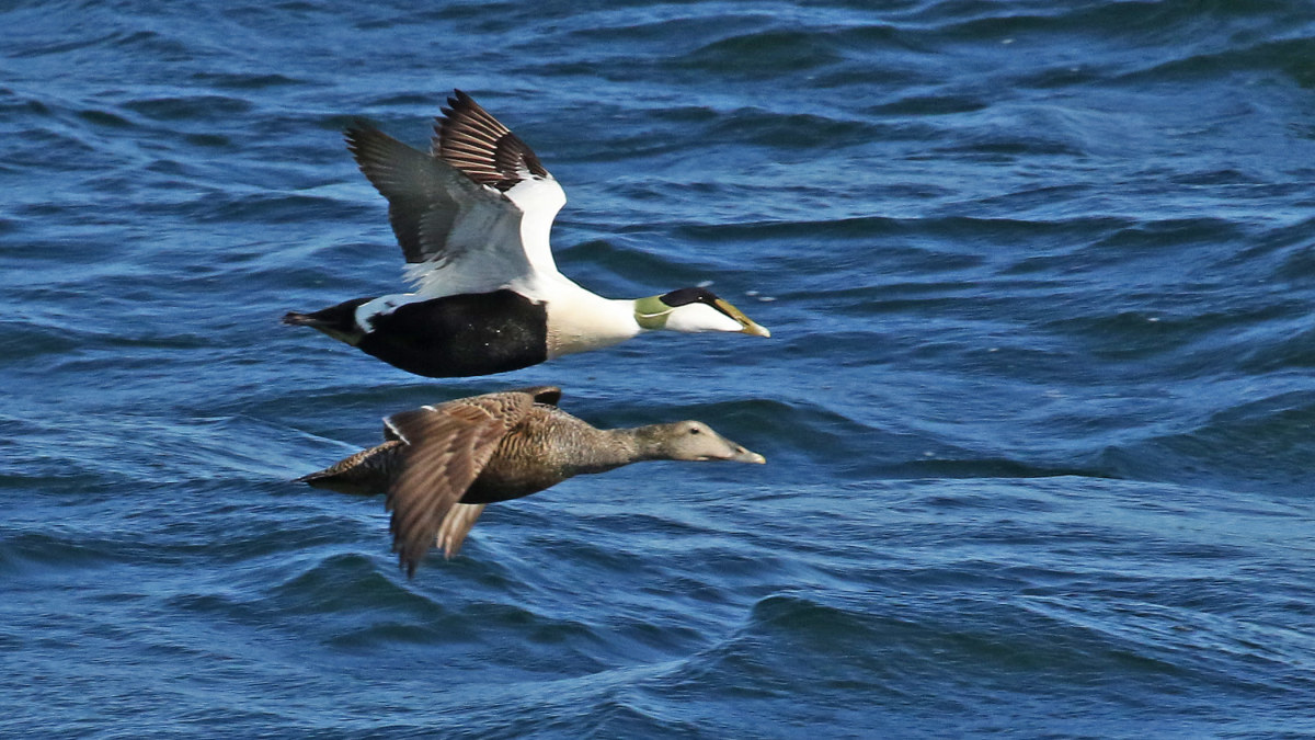 Muuttolintujen matkassa: Haahka | Suomen linnut | Luonto | yle.fi