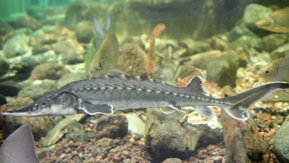 Kadonneet eläimet: Sukelsiko sampi sukupuuttoon? | Luonto | yle.fi