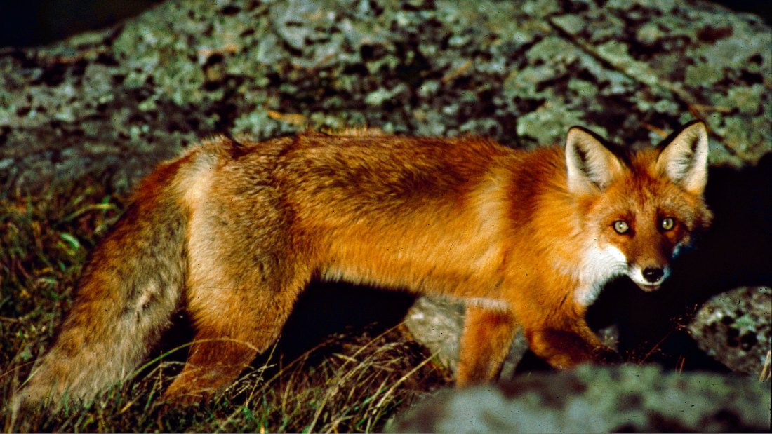 Kettu osaa monta asiaa | Yle TV1 | yle.fi