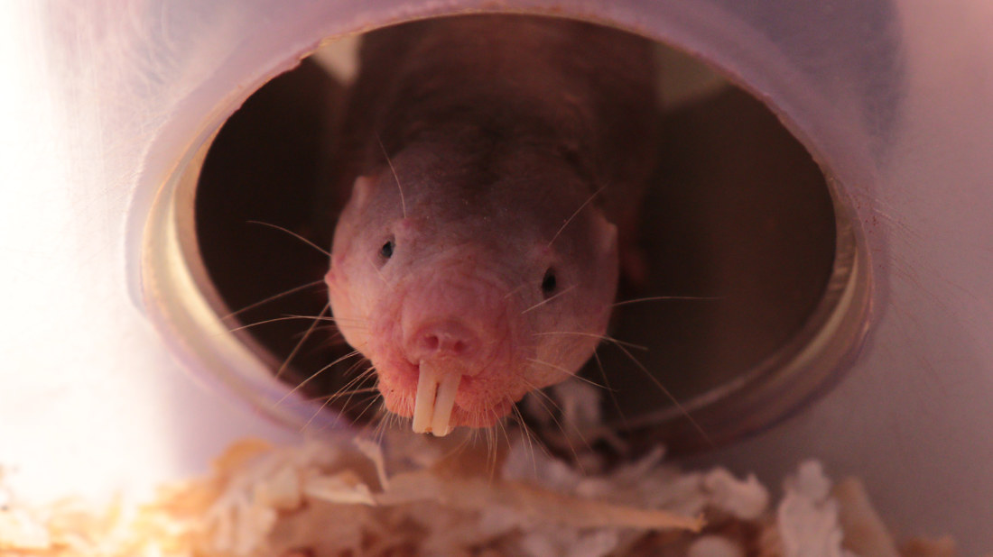 Miten selvitä ilman happea, kipua ja syöpää? Kaljurotan supervoimat ...