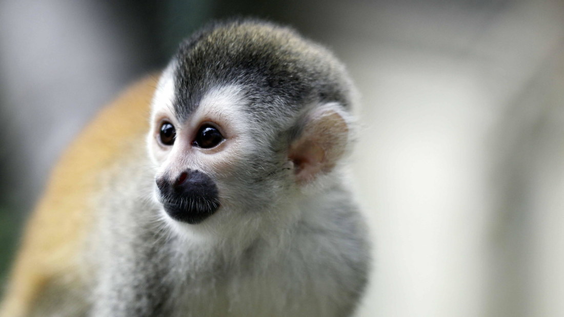 Apor på rymmen i Odense | Utrikes | svenska.yle.fi