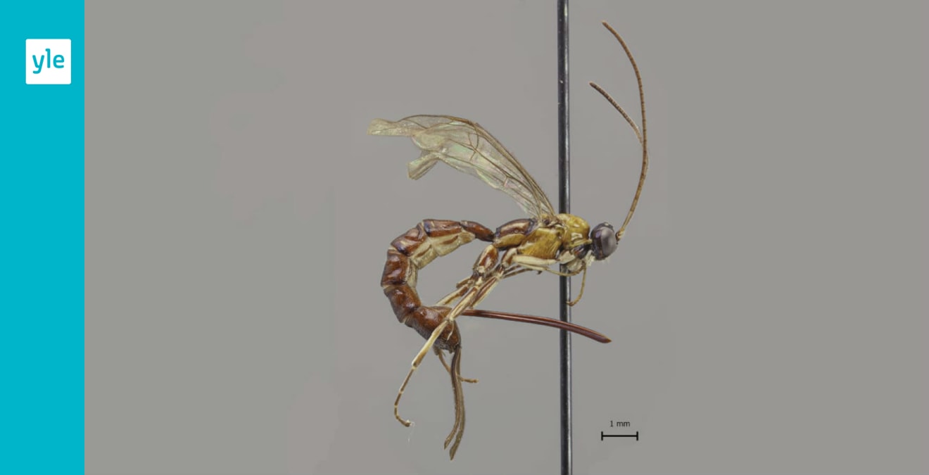 Åboforskare hittade insekt med en enorm gadd i Amazonas – Åboland ...