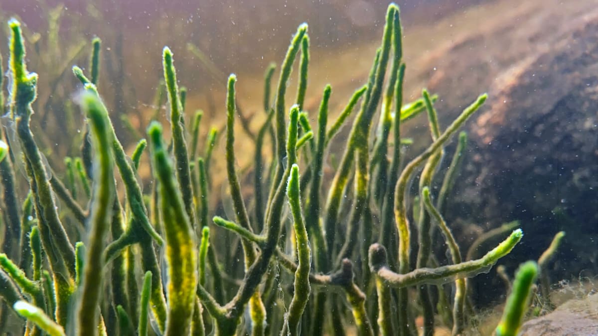 Ei kasvi, ei eläin, ei sieni – järvissämme elää ihmeellinen "joku", ja ...