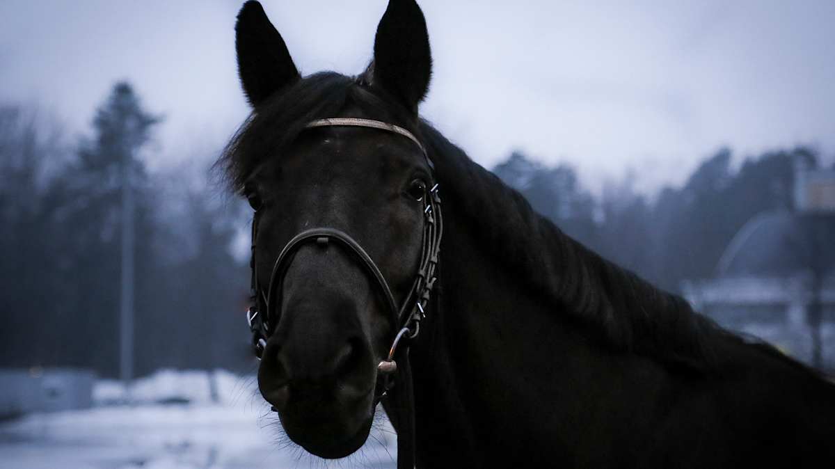 Hevonen on puhutteleva kuvauskohde – myös kuolleena – Kulttuuri – yle.fi