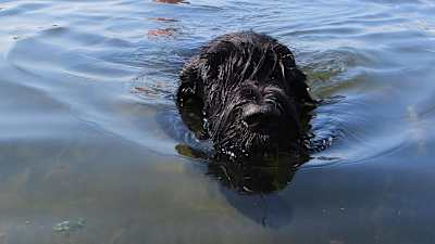 Tuhansia eläimiä hylätään värirasismin takia – Eläinsairaala – yle.fi