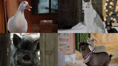 Joulukalenterin eläimet ottavat roolit haltuunsa Tuire Kaimion johdolla ...