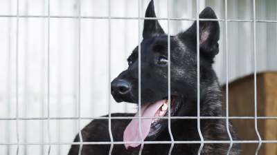 Rescue Me! -sarjaa kuvattiin koiratarhoilla Romaniassa - koirien olot ...