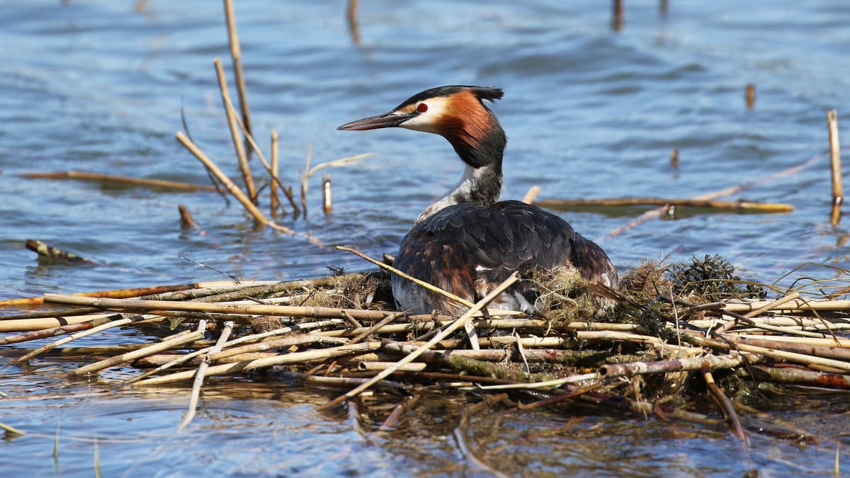 Suomen linnut – Luonto – yle.fi