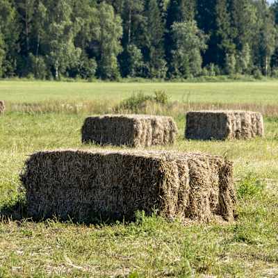 Balar av fiberhampa ligger på en åker.
