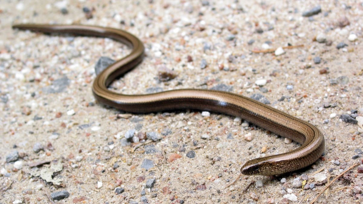 Kopparormen är ingen orm – Vetamix – svenska.yle.fi