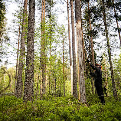 En man i svart overall barkar ett träd i skogen.