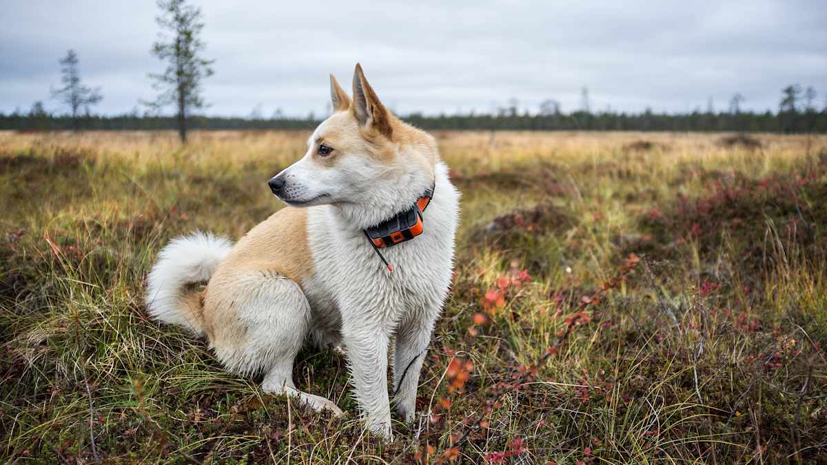 Pystykorva haukkuu saaliin pystyyn, mutta on kotona lempeä ...