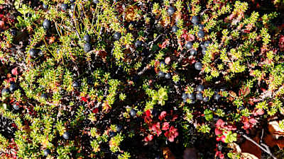 Puolukka, mustikka, juovukka ja ojukka – mistä tulevat marjojen nimet ...