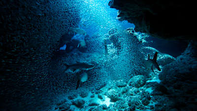 Avara luonto: Kesytön Atlantti – valtameri täynnä mysteereitä – Yle TV1 ...