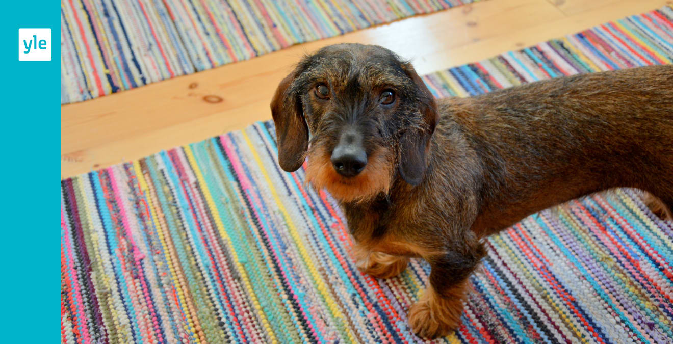 Taxen är populärast i Pargas – ”Det är en stor hund i liten förpackning ...