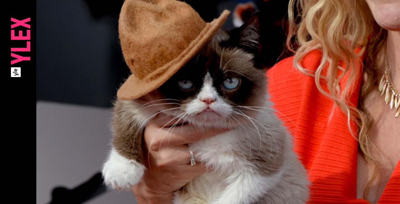 Nyrpeä Grumpy Cat varasti show'n MTV-gaalassa – YleX – yle.fi