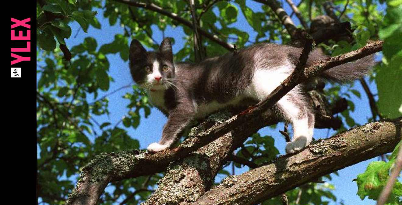 YleX:n kuulijat listasivat parhaat meemit – YleX – yle.fi