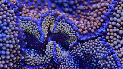 Avara luonto: Kesytön Atlantti – valtameri täynnä mysteereitä – Yle TV1 ...