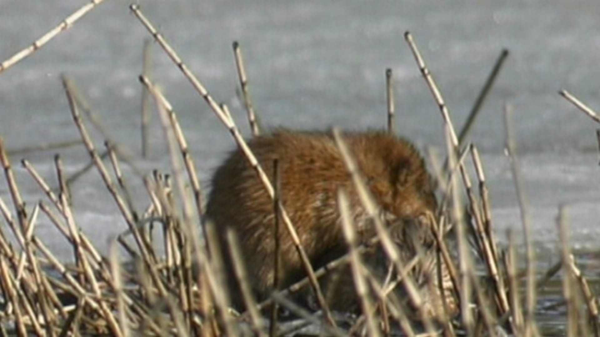 Piisami ja vesimyyrä | Yle Areena