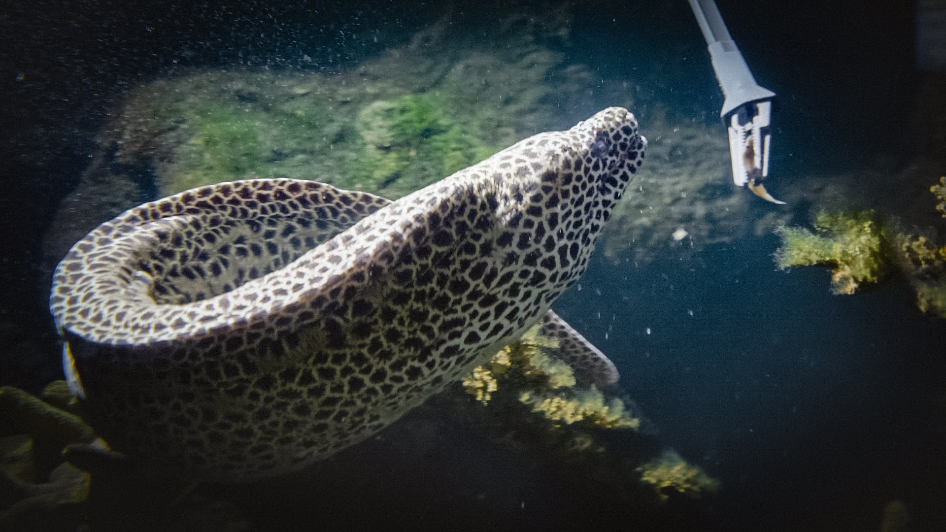 K1, J37: Harvinainen potilas: Murre-mureena | Yliopistollinen ...