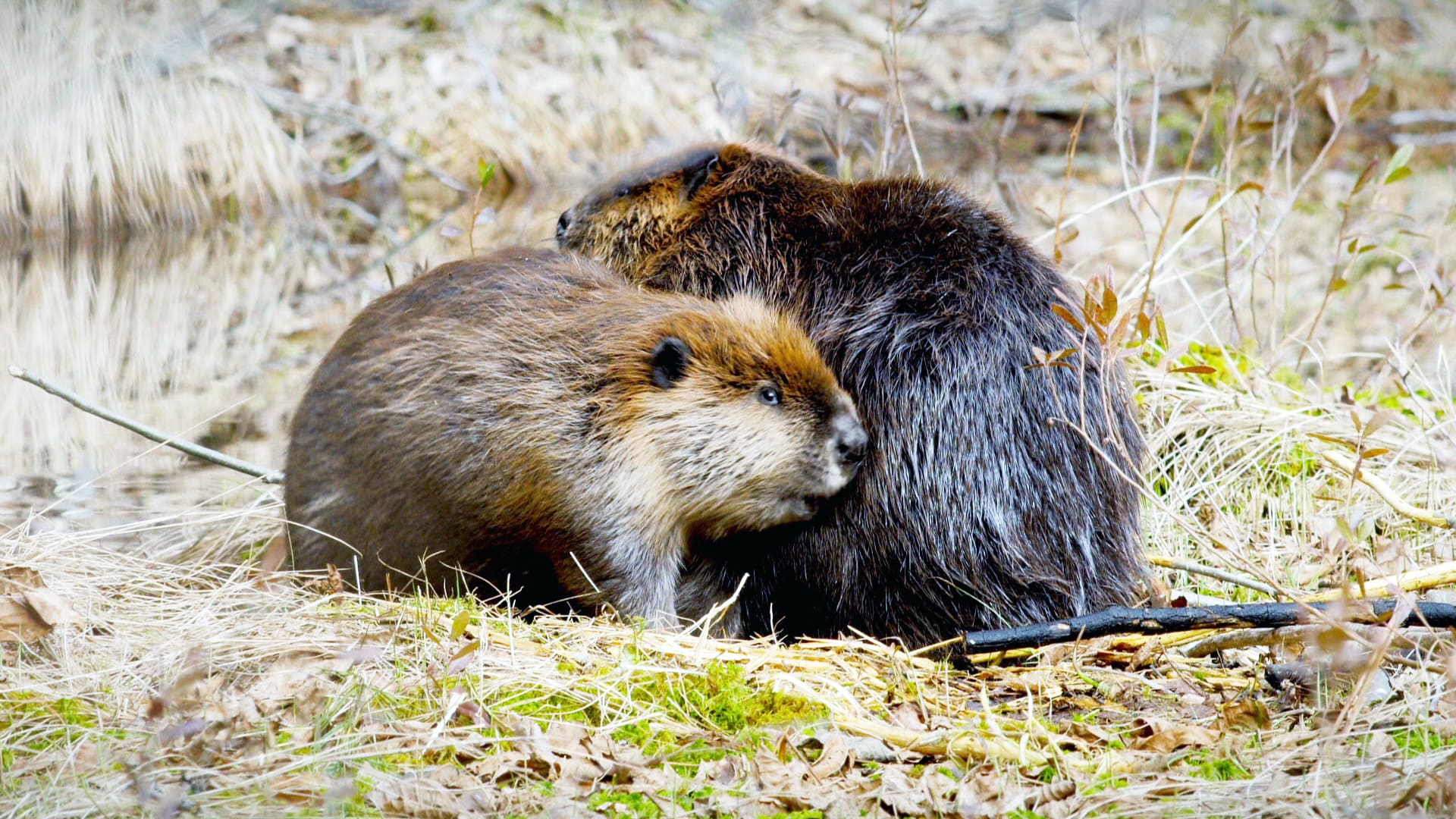 Majava | Tarinoita järviltä | Yle Areena