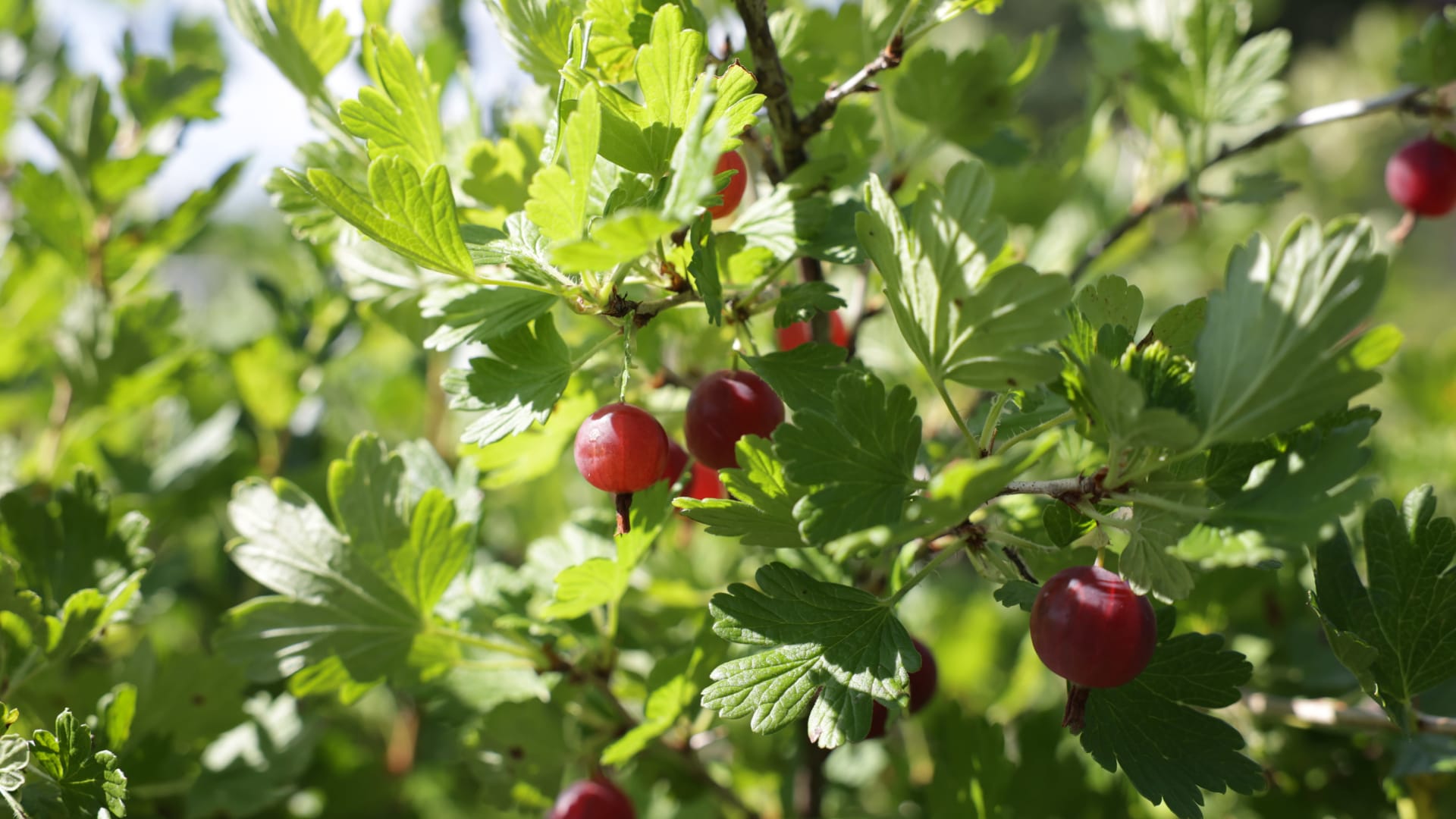 Essi Liikonen harrastaa palstaviljelyä Tahmelan ryytimaalla | Yle ...