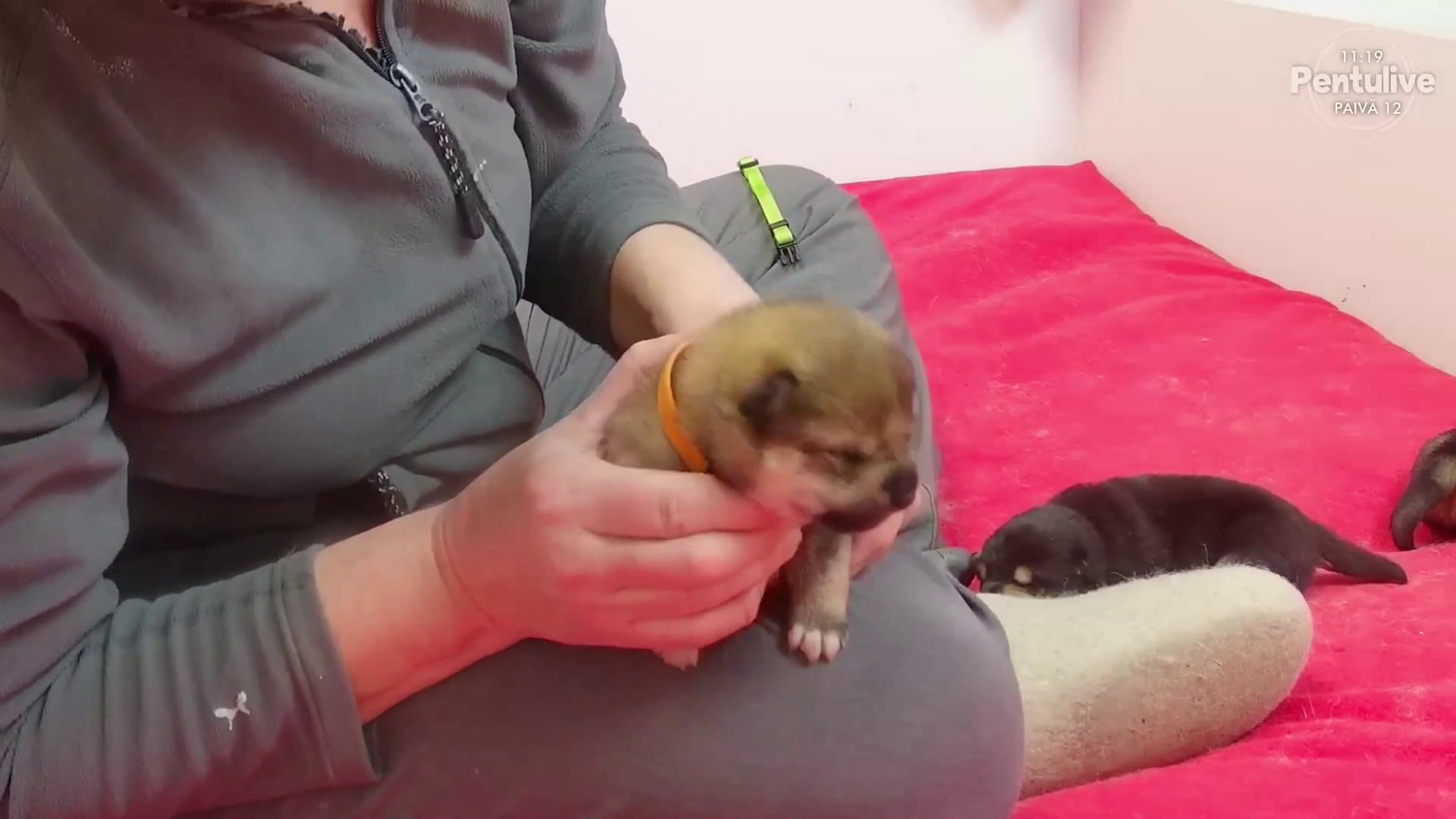 Pennut saivat väripannat | Pentulive | Yle Areena