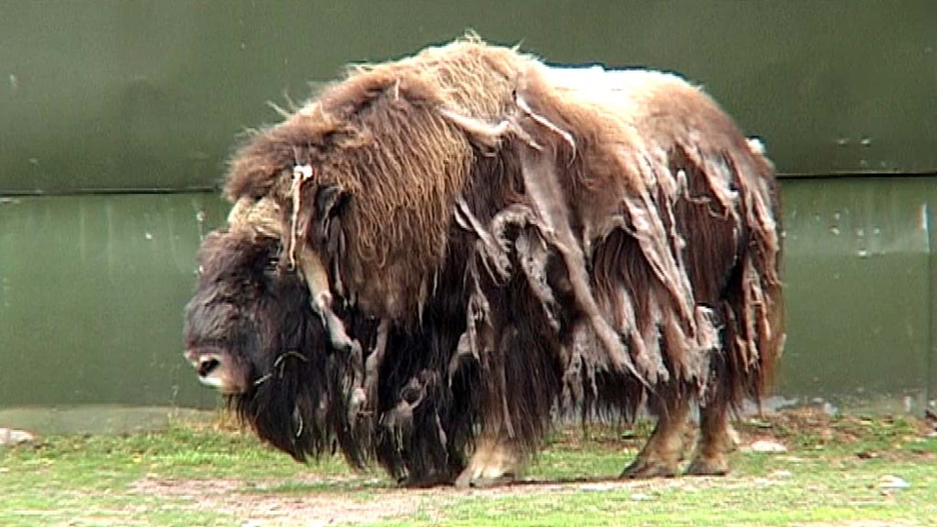 Finska - Vetamix: Korkeasaaren eläinlapset: Myskoxe | Finska - Vetamix ...