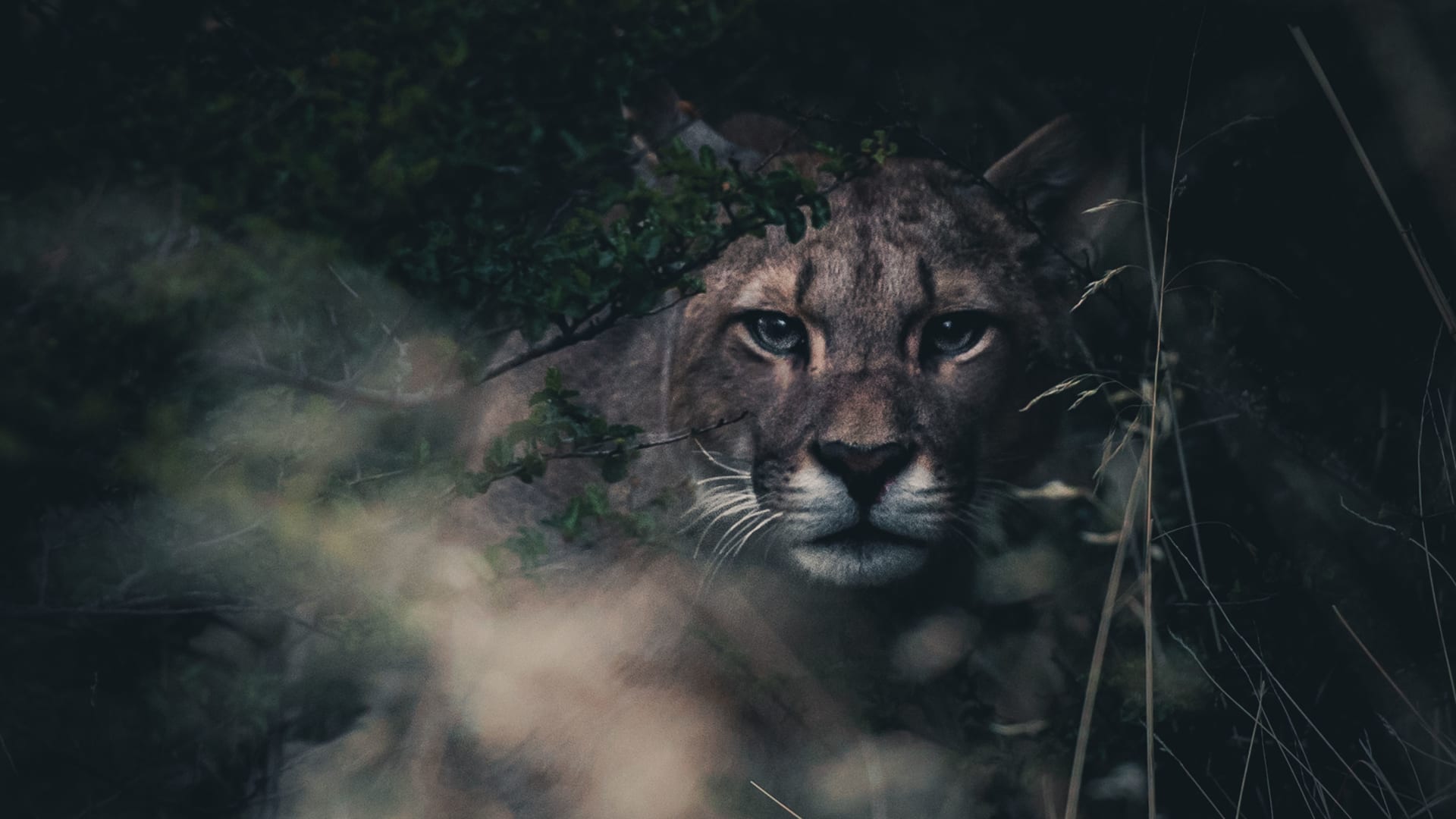 PATAGONIA / PUUMA / PUMA | Exploring Earth | Yle Areena