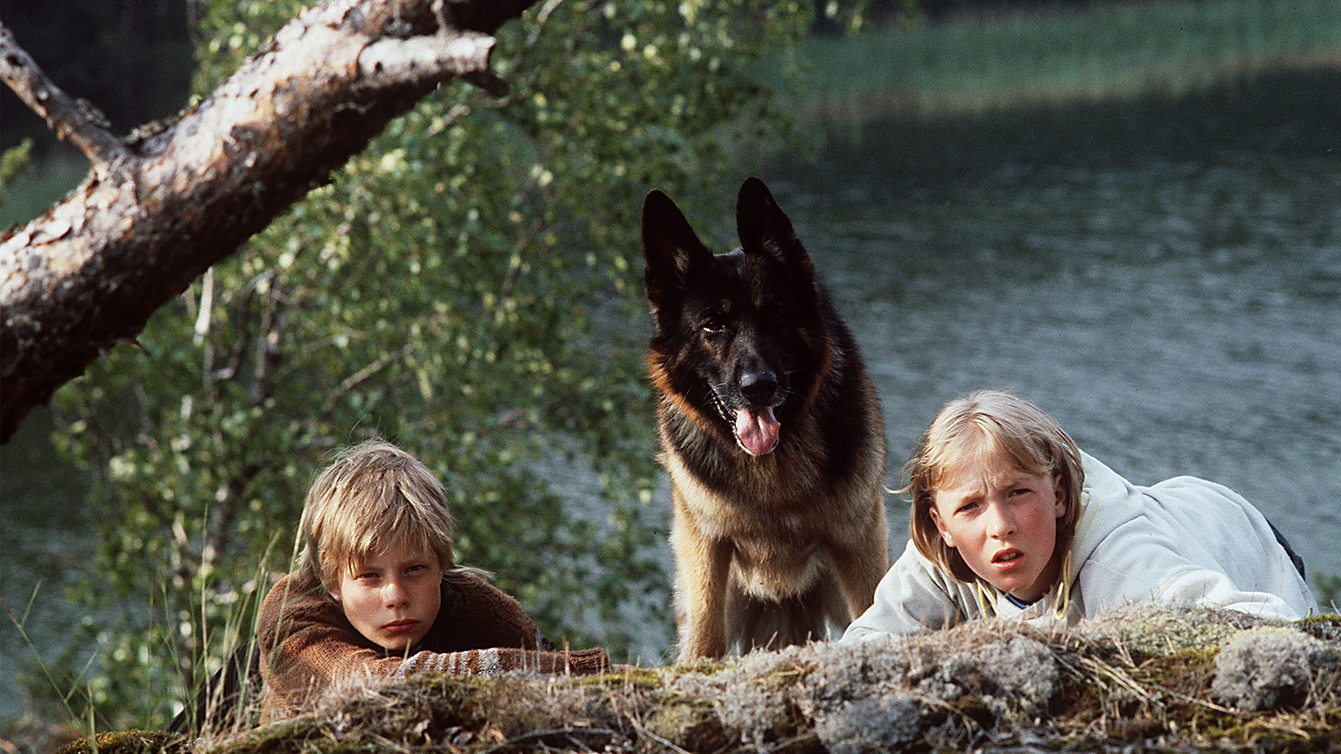 Susikoira Roi - seikkailu saaristossa | Yle Areena