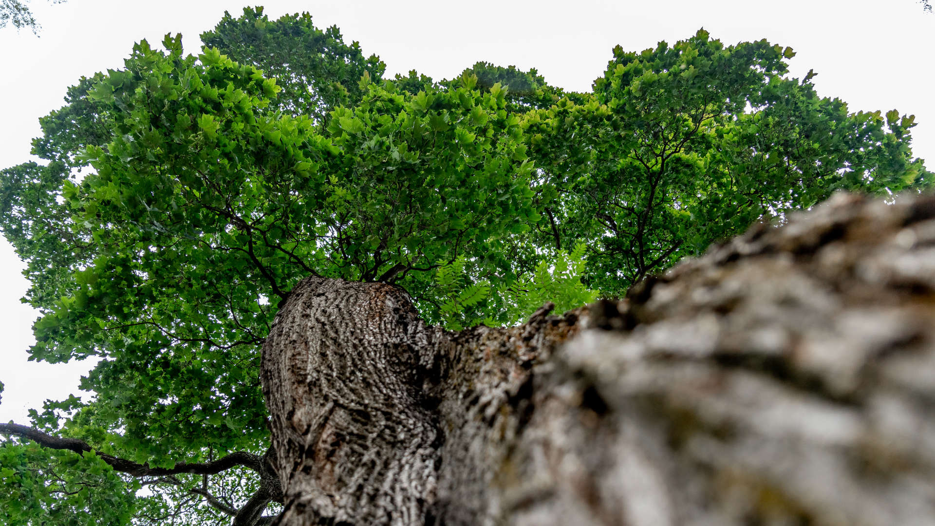 Puut viilentävät tutkitusti kaupunkiympäristöä | Yle Keski-Suomen ja ...