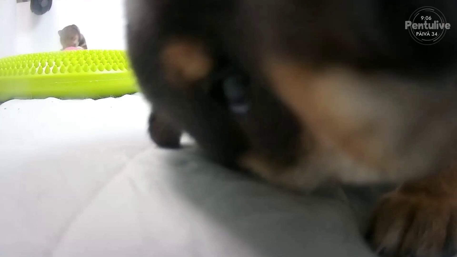 Pentulive 2022: Pentujen viides viikko | Pentulive | Yle Areena