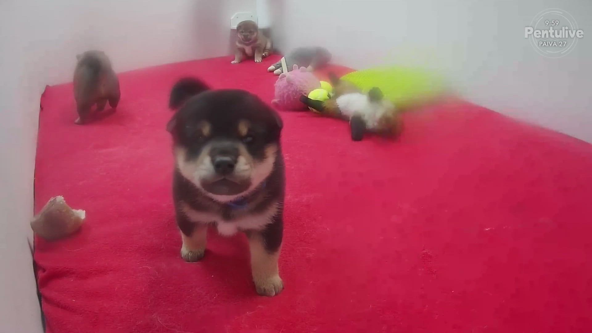 Pentulive 2022: Pentujen neljäs viikko | Pentulive | Yle Areena