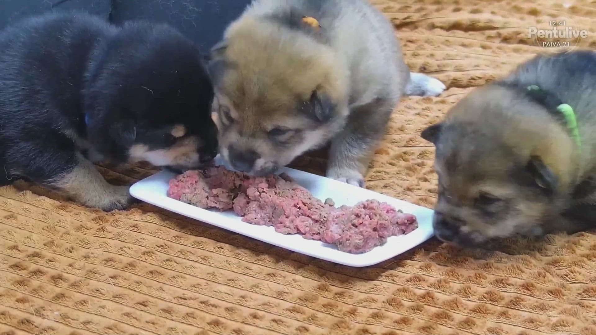 Pentulive 2022: Pentujen kolmas viikko | Pentulive | Yle Areena