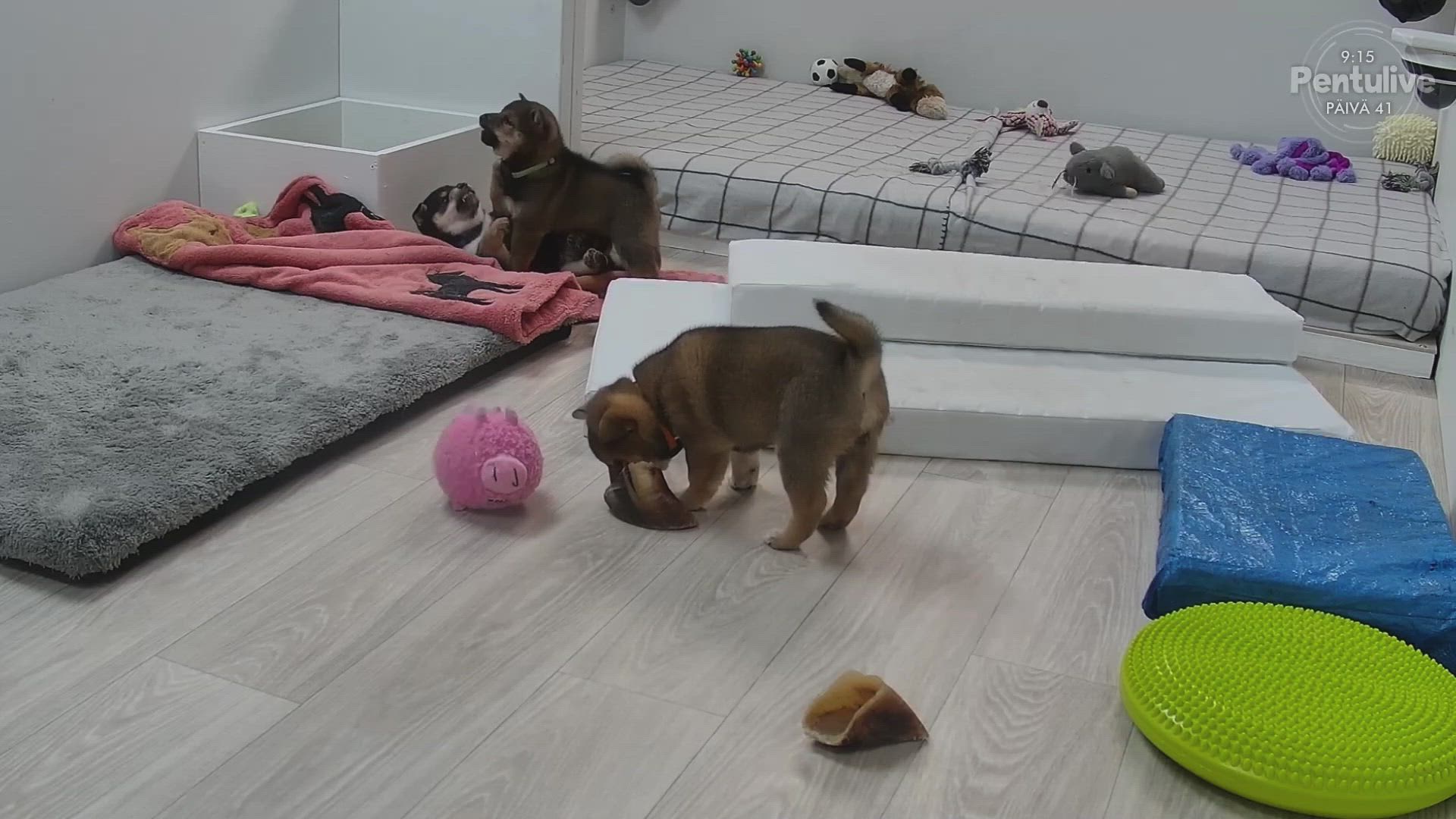 Pentulive 2022: Pentujen kuudes viikko | Pentulive | Yle Areena