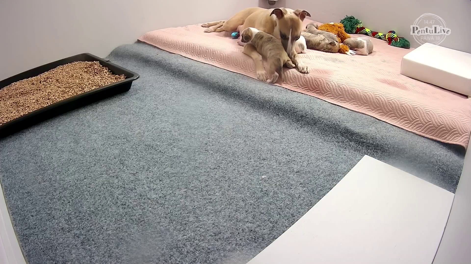 Pentulaatikon seinät levenivät | Pentulive | Yle Areena