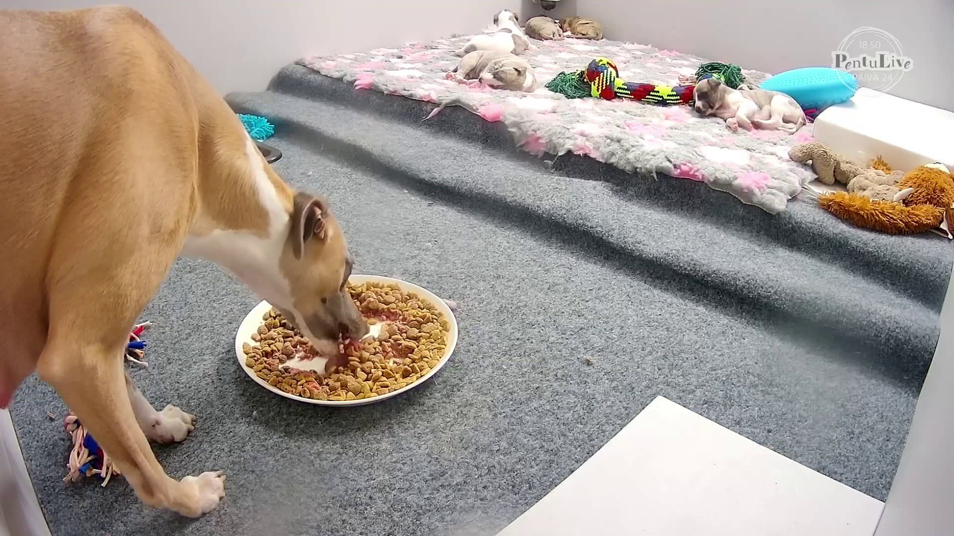 Pakkolunastus | Pentulive | Yle Areena