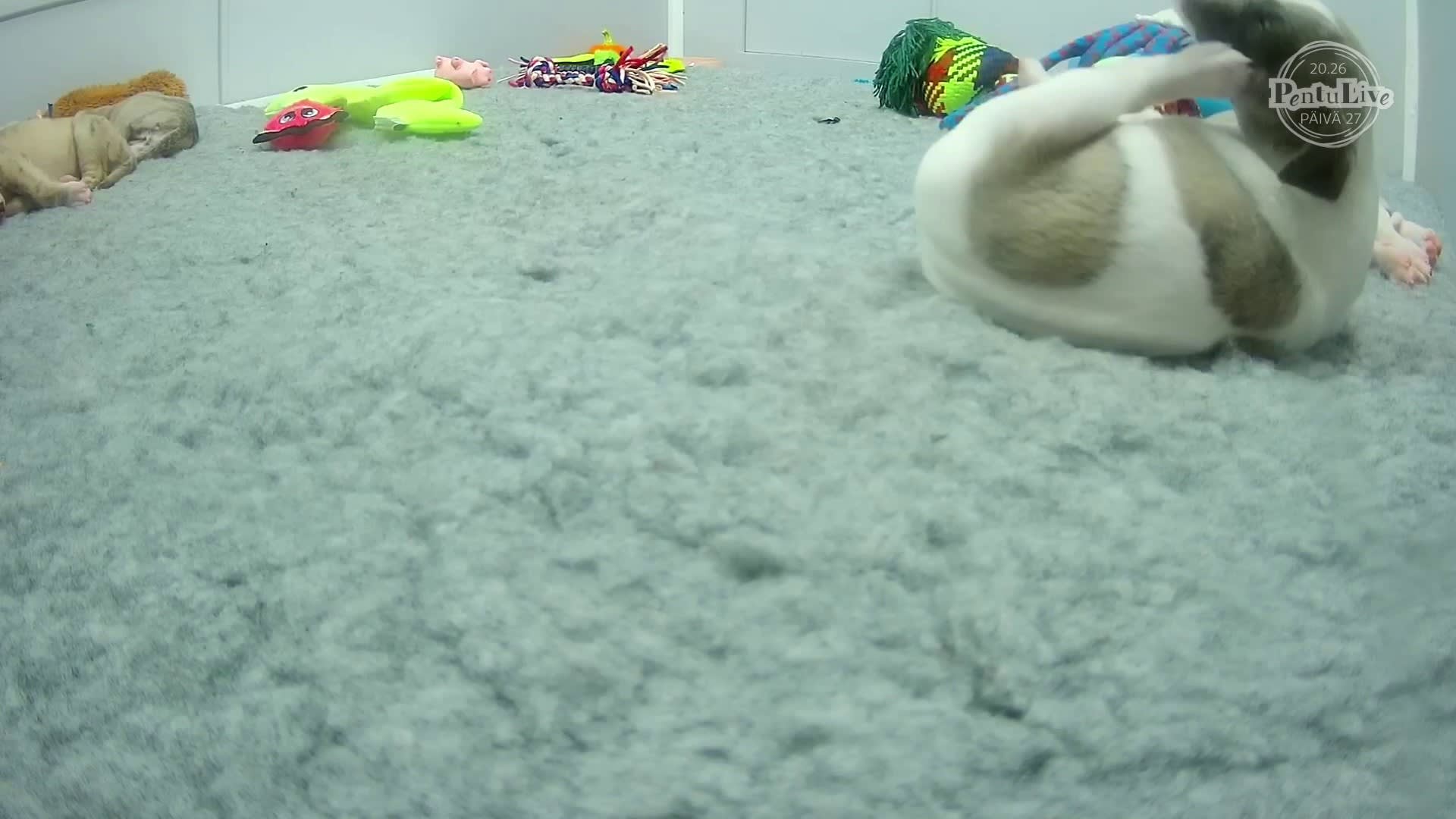 Puhdin mopo starttaa | Pentulive | Yle Areena