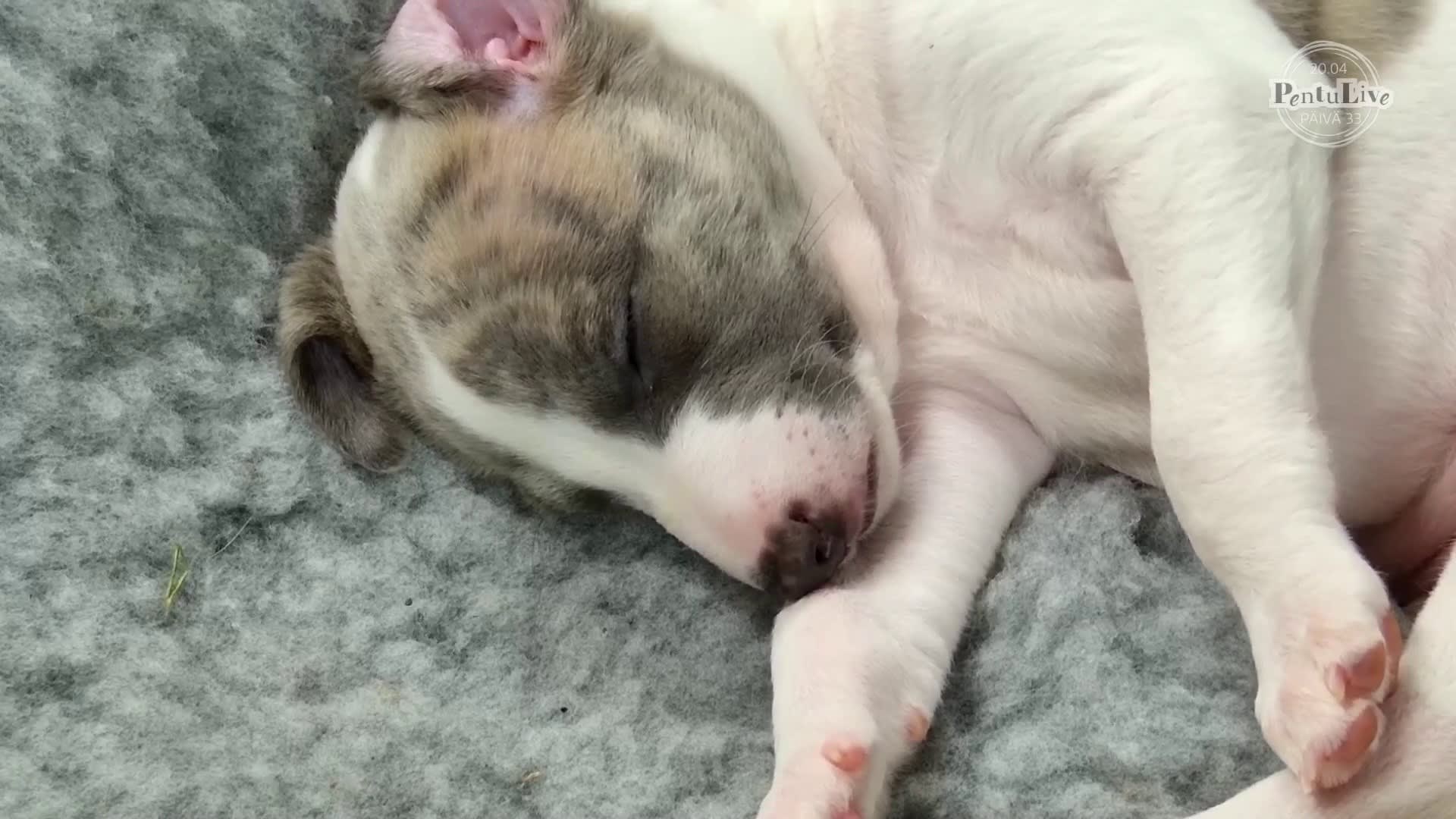 Pentujen uninen satutuokio | Pentulive | Yle Areena