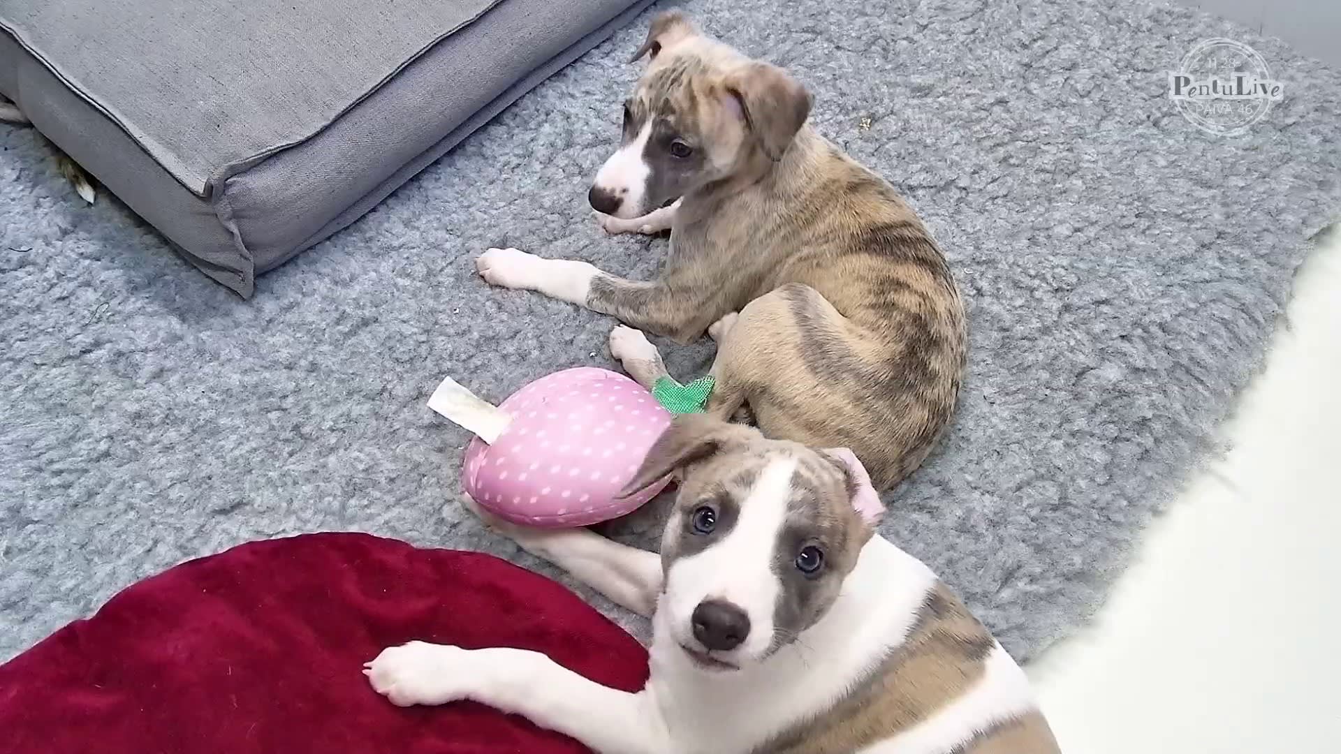 Puhti sisustaa pentulaatikkoa | Pentulive | Yle Areena